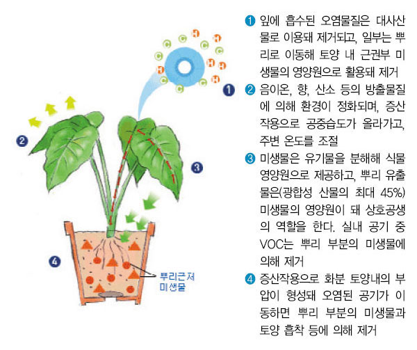 집안 공기 공기정화식물로 관리해볼까